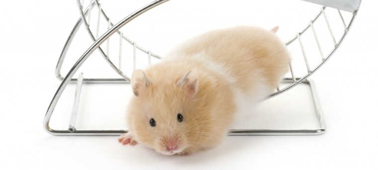 Get Off the Spiritual Hamster Wheel (18 Promises from the Bible ...